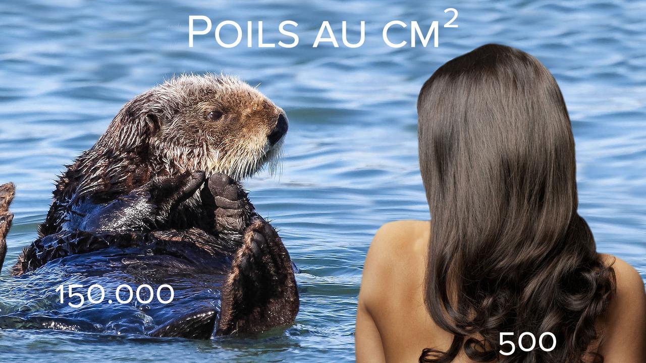 Homme vs animal : qui est le plus fort