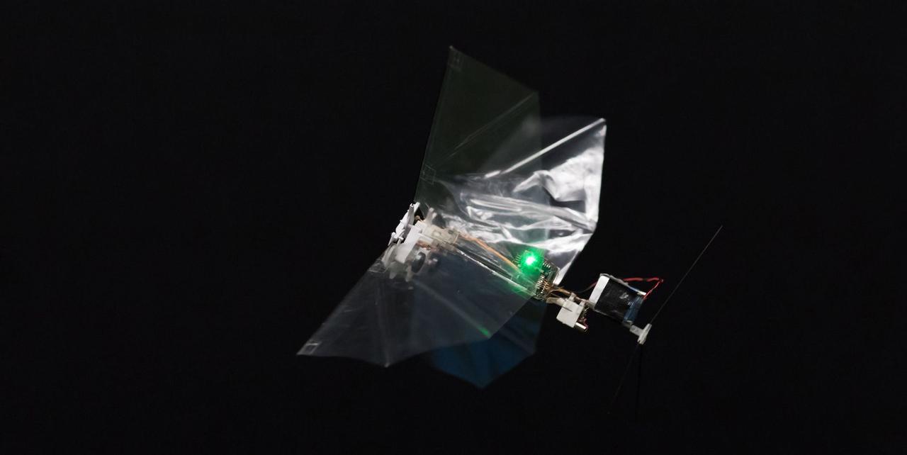 DelFly Nimble : le robot qui vole comme une mouche