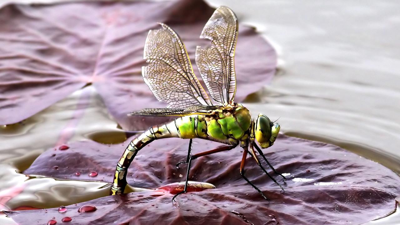 Voyage au pays des libellules en 23 photos
