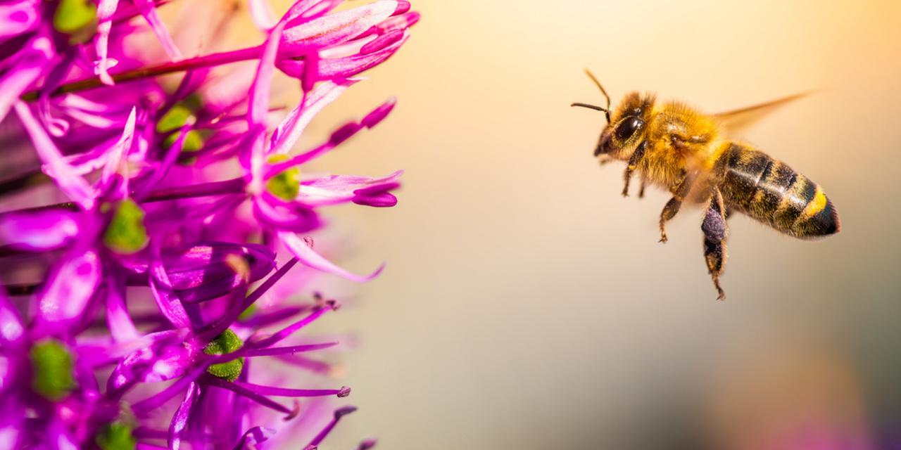 Que se passerait-il si toutes les abeilles disparaissaient du jour au ...