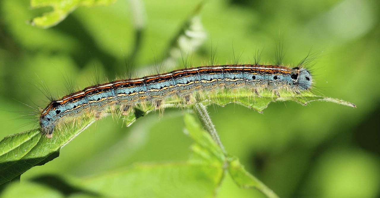 Les métamorphoses du papillon