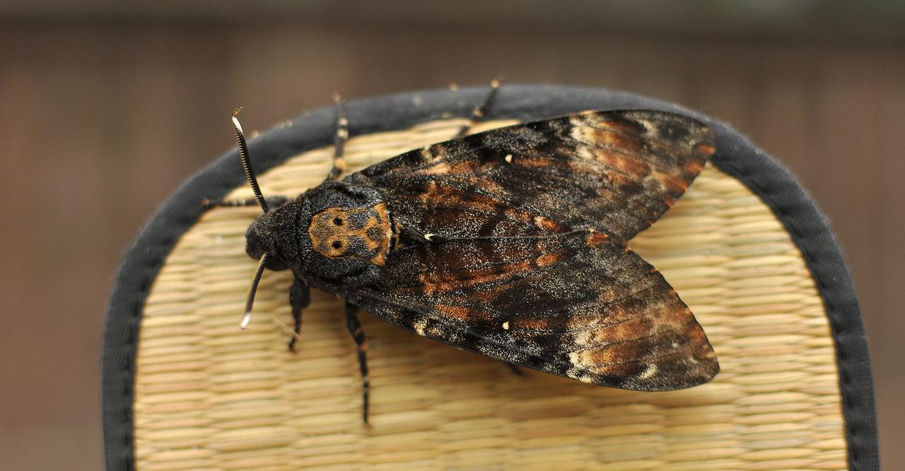 Anatomie des papillons