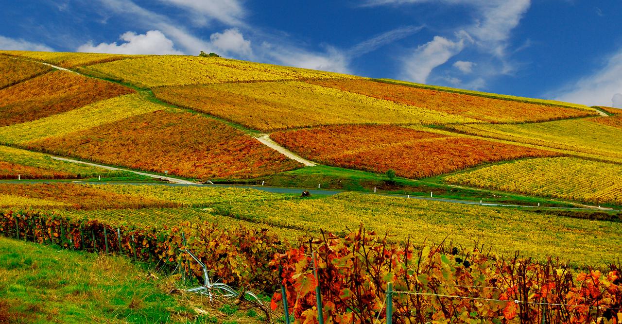 Dossier : les secrets géologiques des vins français