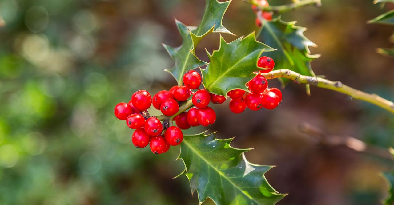 Arbres et arbustes toxiques : rhododendron, laurier rose, houx...