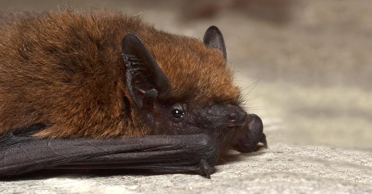 Hibernation et migration : le cycle de vie de la chauve-souris