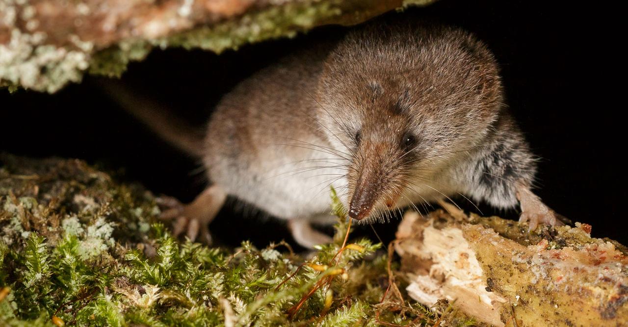 La musaraigne : découverte d'un animal utile