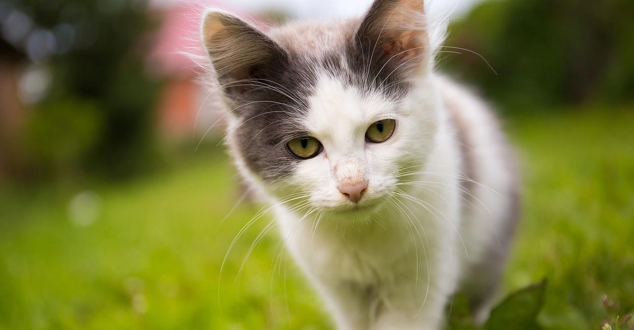 Qui est le chat