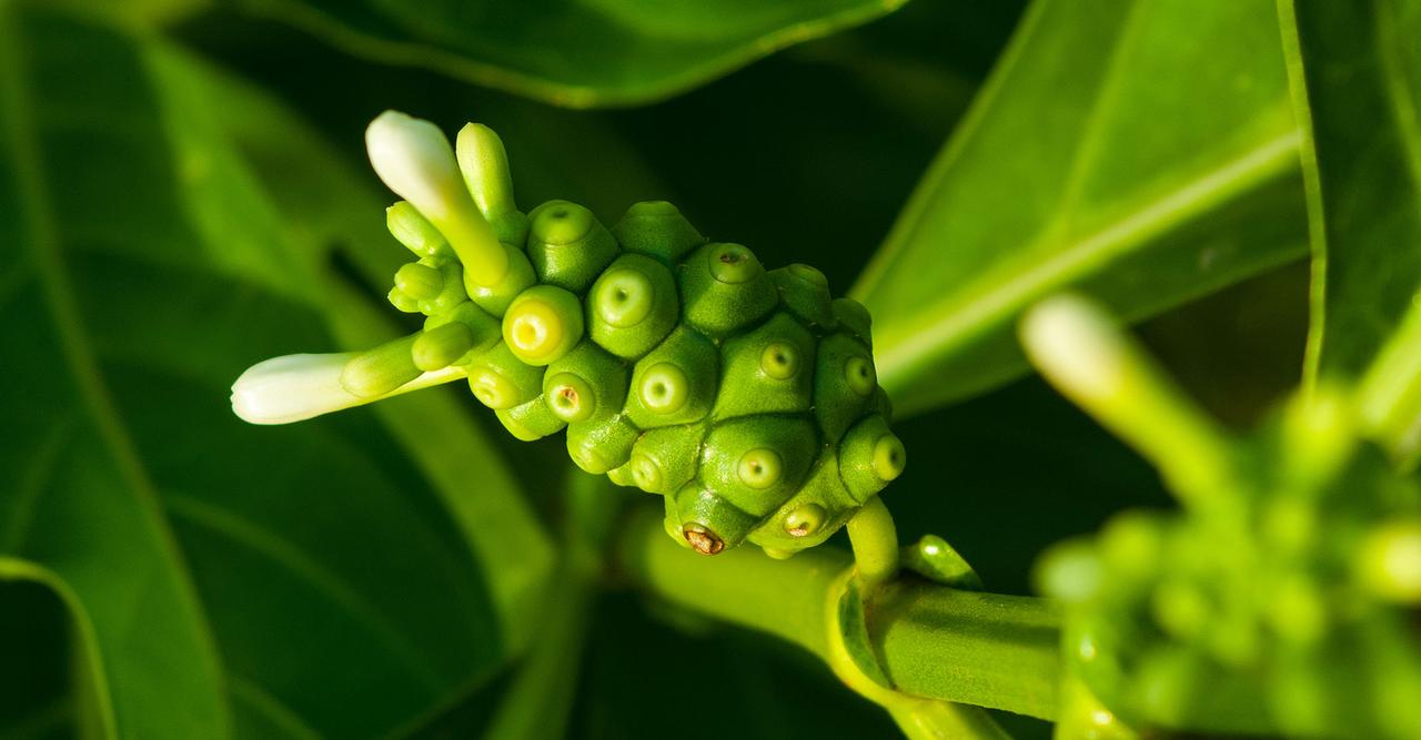 La garance, un exemple de colorants végétaux : la plante et le rouge