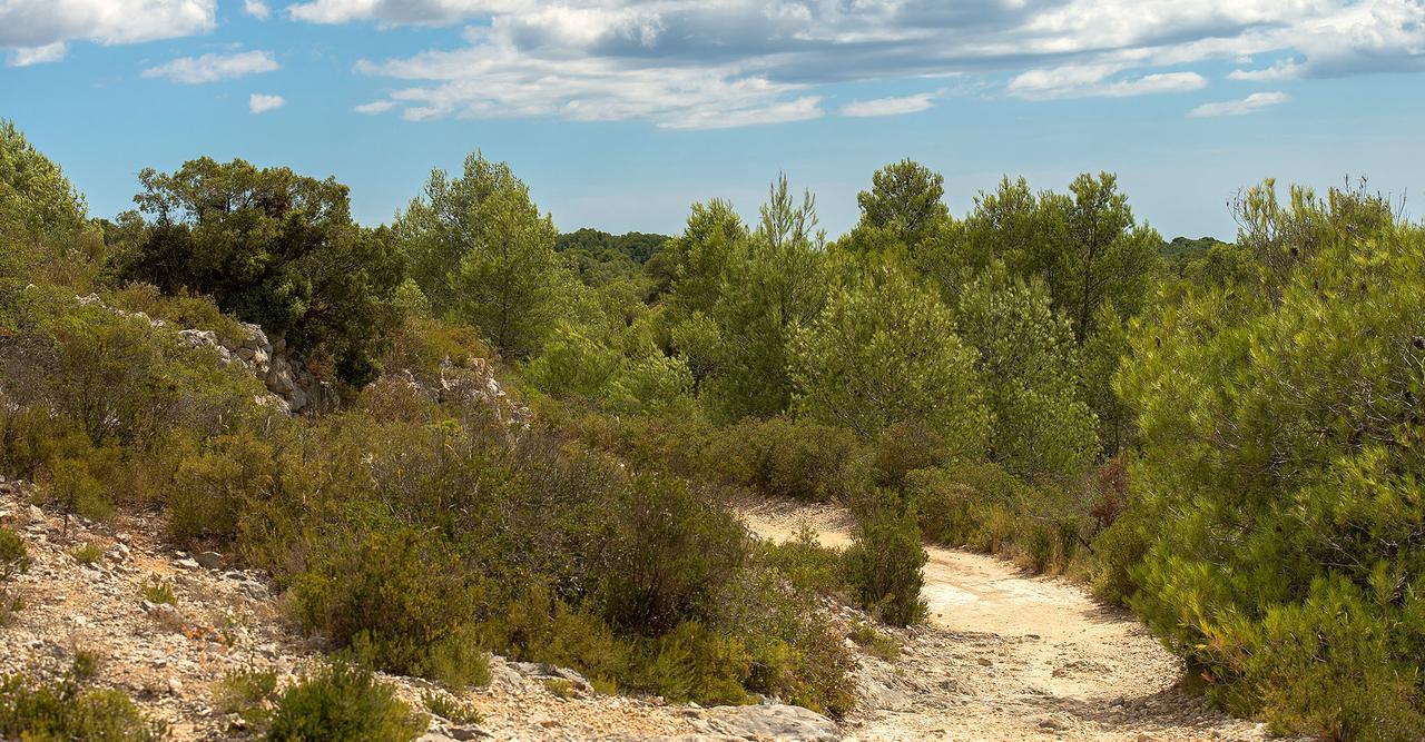 La garrigue