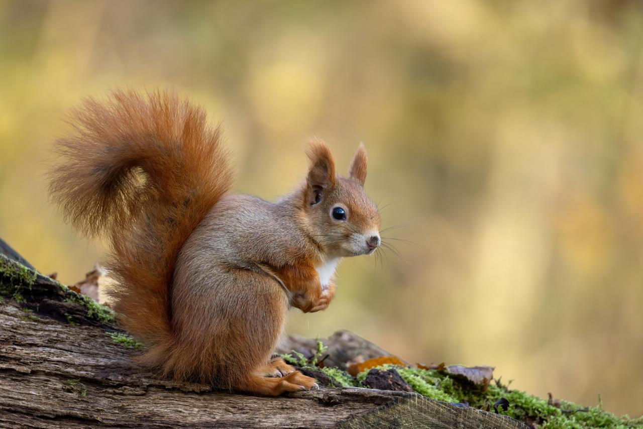 L'écureuil roux : mémoire de noisette et cœur de bois