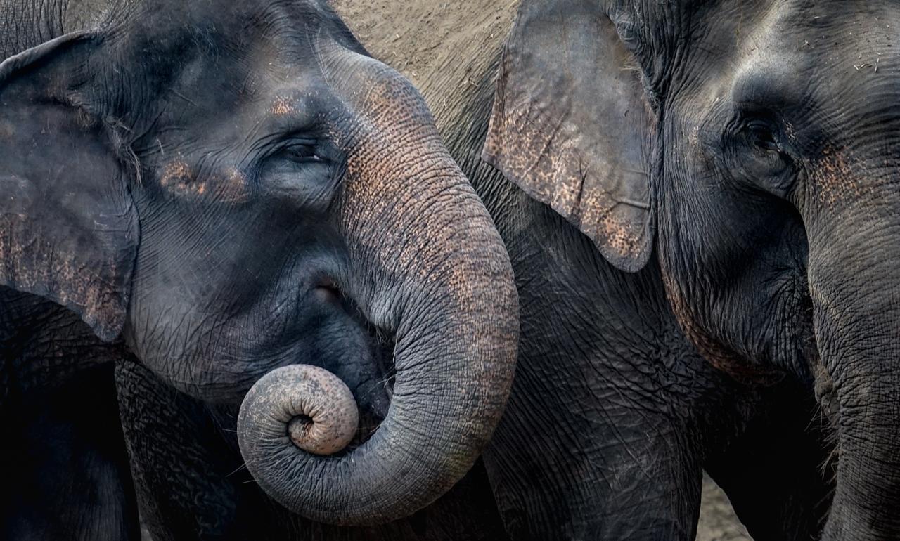 Une éléphante de Sumatra vient de naître : pourquoi ce bébé pourrait ...