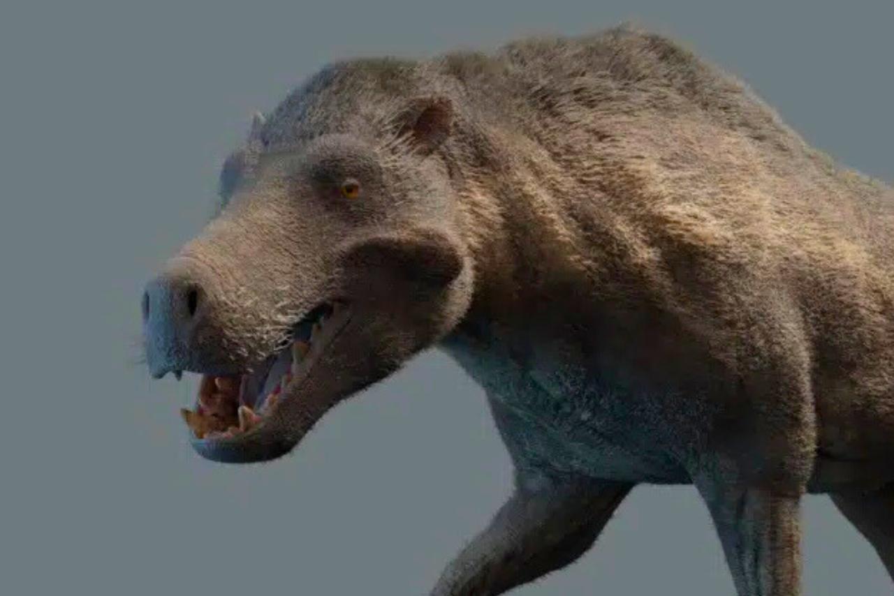 Les « cochons de l’enfer » : ces monstres broyaient des os comme des hyènes