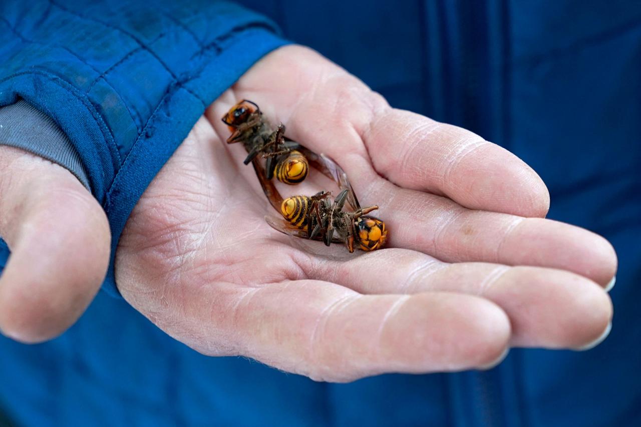 L'humanité face à la menace des espèces invasives