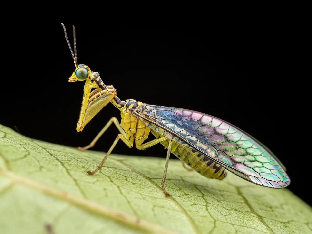Araignées bleues, papillons à plumes… cette région d’Afrique cachait un ...