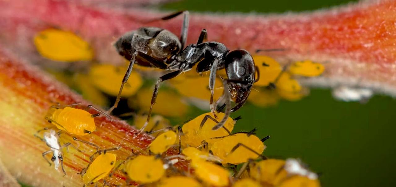 Ce que l’on sait de « Tapinoma magnum », la fourmi noire et brillante ...