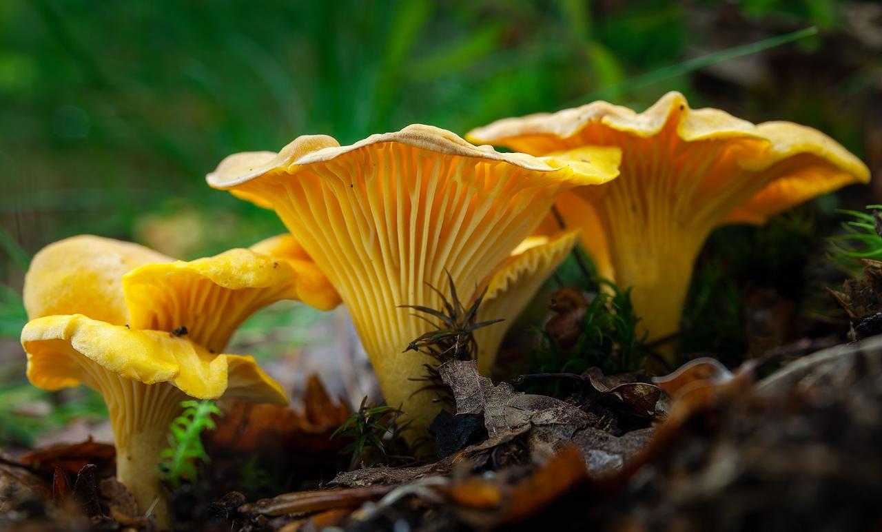 Girolles, comment reconnaître ces champignons et les ramasser