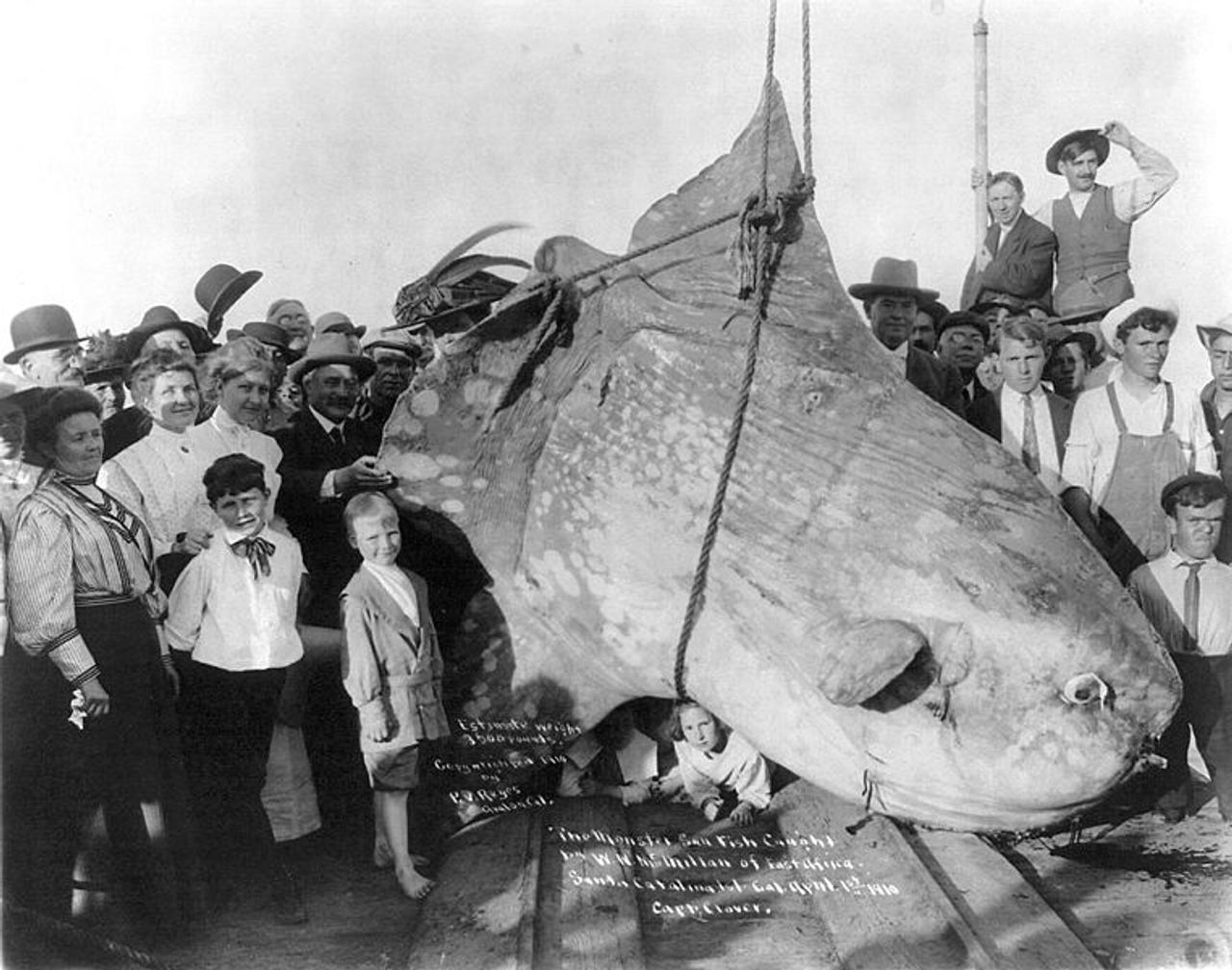Définition | Poisson-lune : qu'est-ce que c'est ? | Futura planète