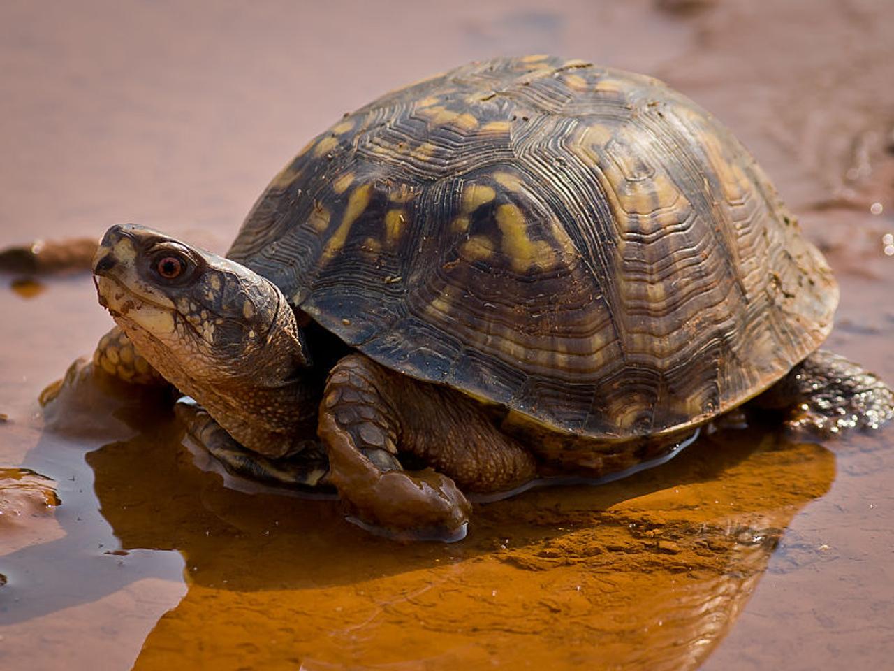 Définition | Tortue terrestre : qu'est-ce que c'est ? | Futura planète