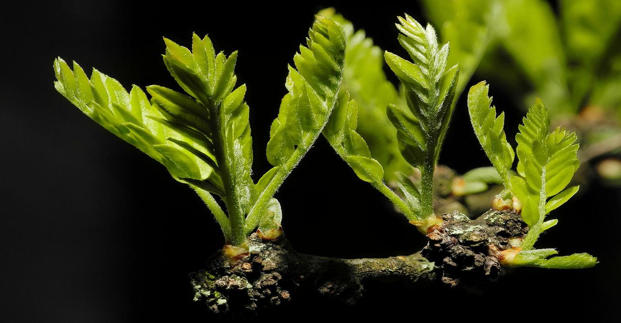 Définition | Févier : qu'est-ce que c'est ? | Futura planète