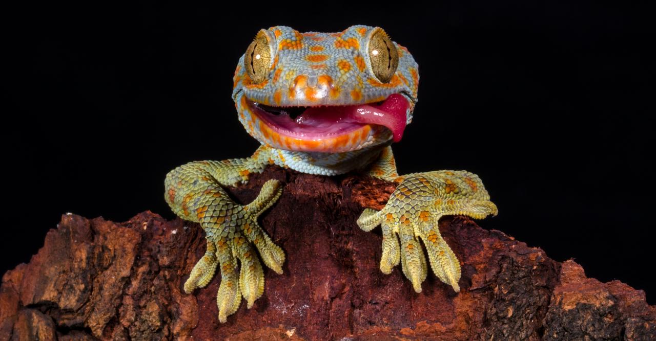 Définition | Force de Keesom : qu'est-ce que c'est ? | Futura sciences