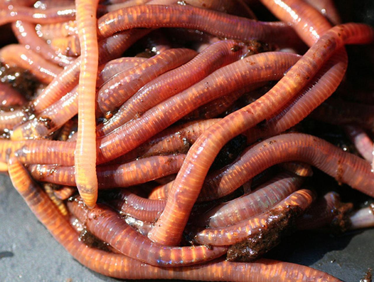 Définition | Saprophage : qu'est-ce que c'est ? | Futura planète