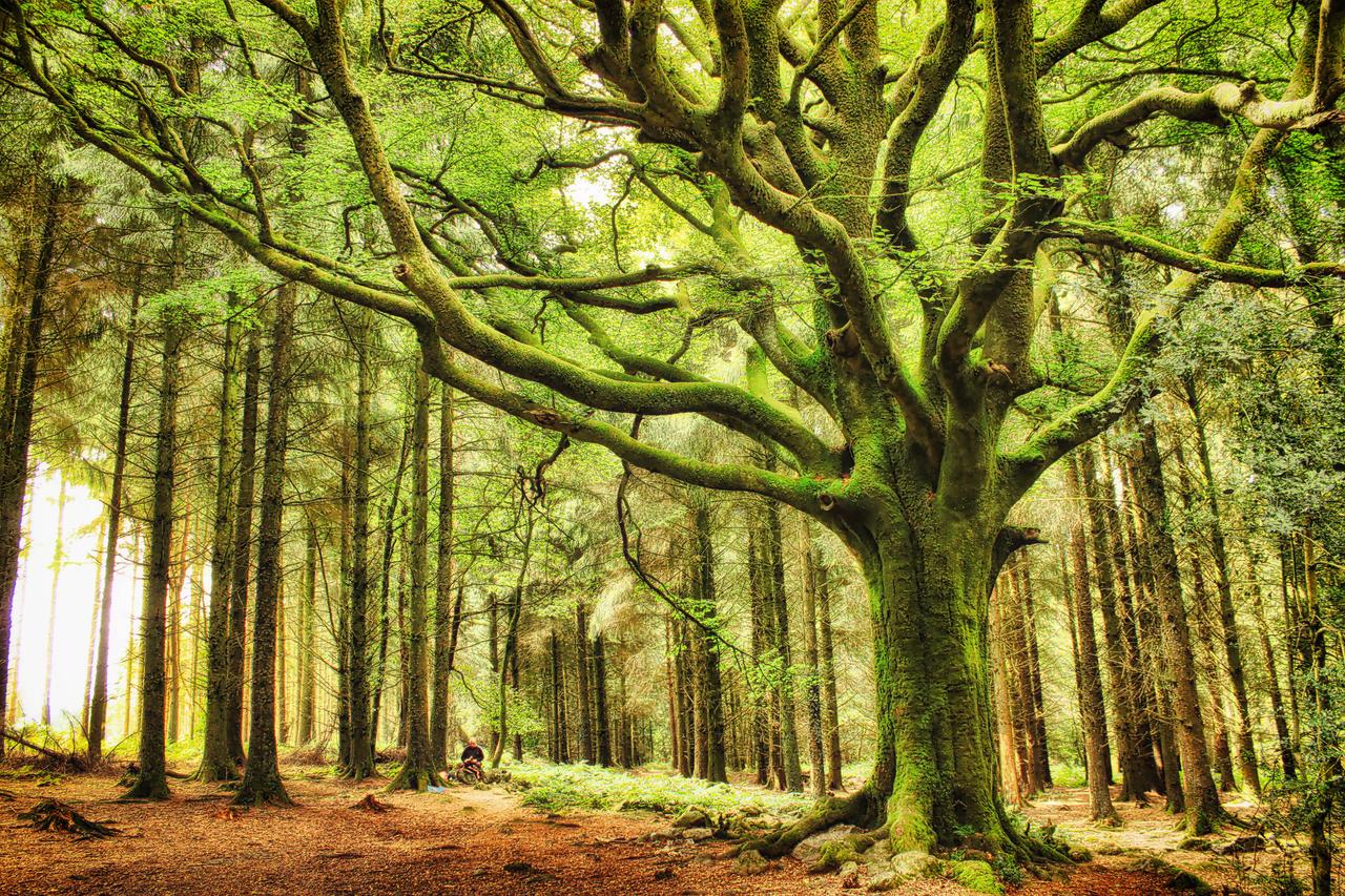 La tempête Ciarán a emporté cette légende de la forêt de Brocéliande