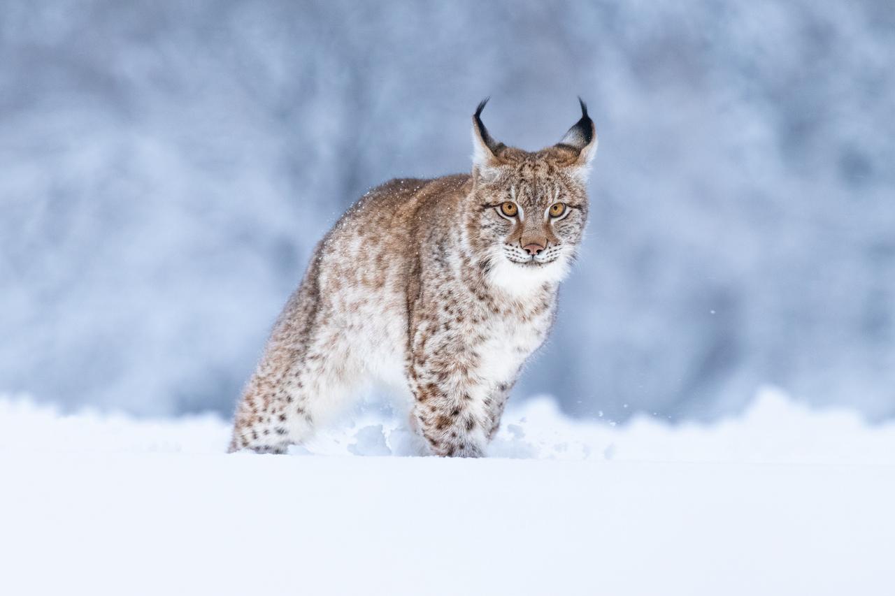 Le lynx a des yeux… de lynx, vrai ou faux