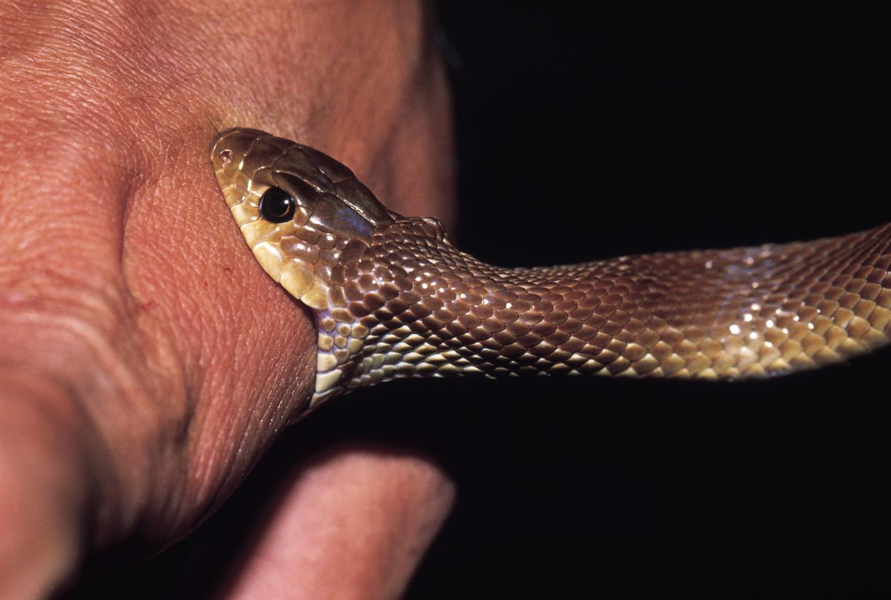 Il s’est infligé 200 morsures de serpent : les chercheurs s’arrachent ...