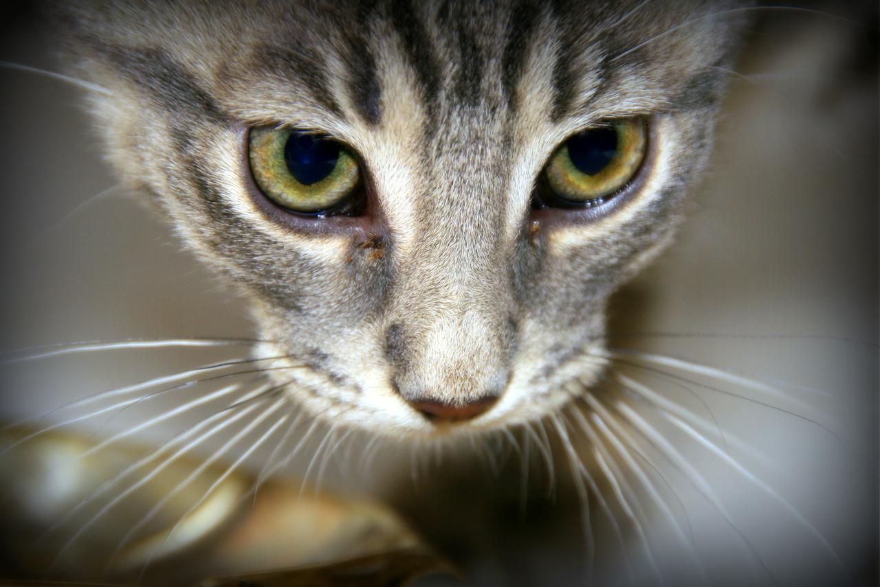 À quoi servent les moustaches du chat