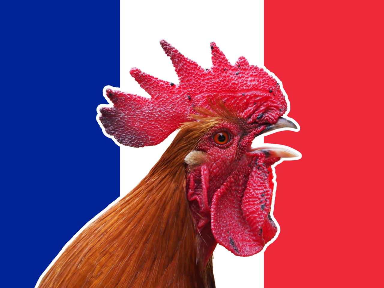 Pourquoi le coq est-il l'emblème de la France ? Découvrez son origine ...