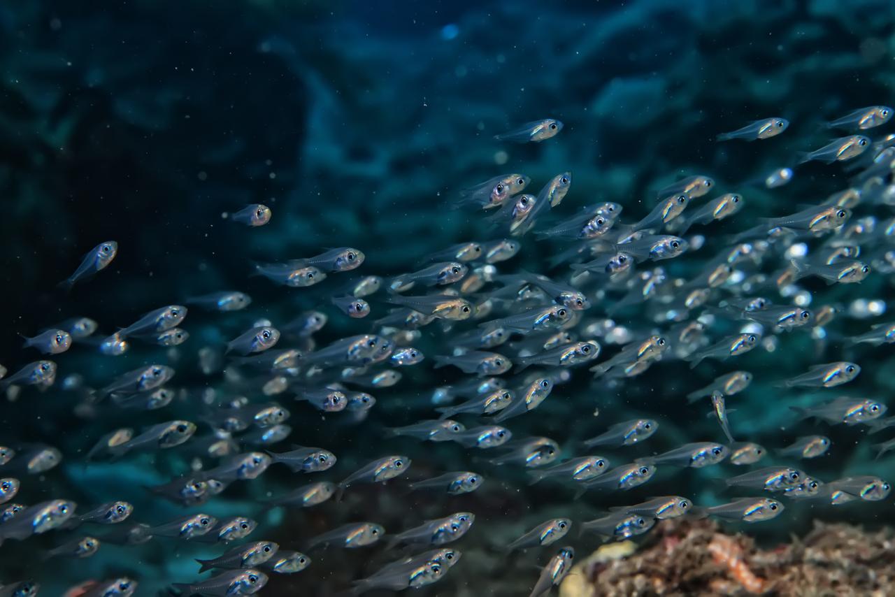 Vous croyez savoir comment s'appelle le petit du poisson ? Détrompez-vous