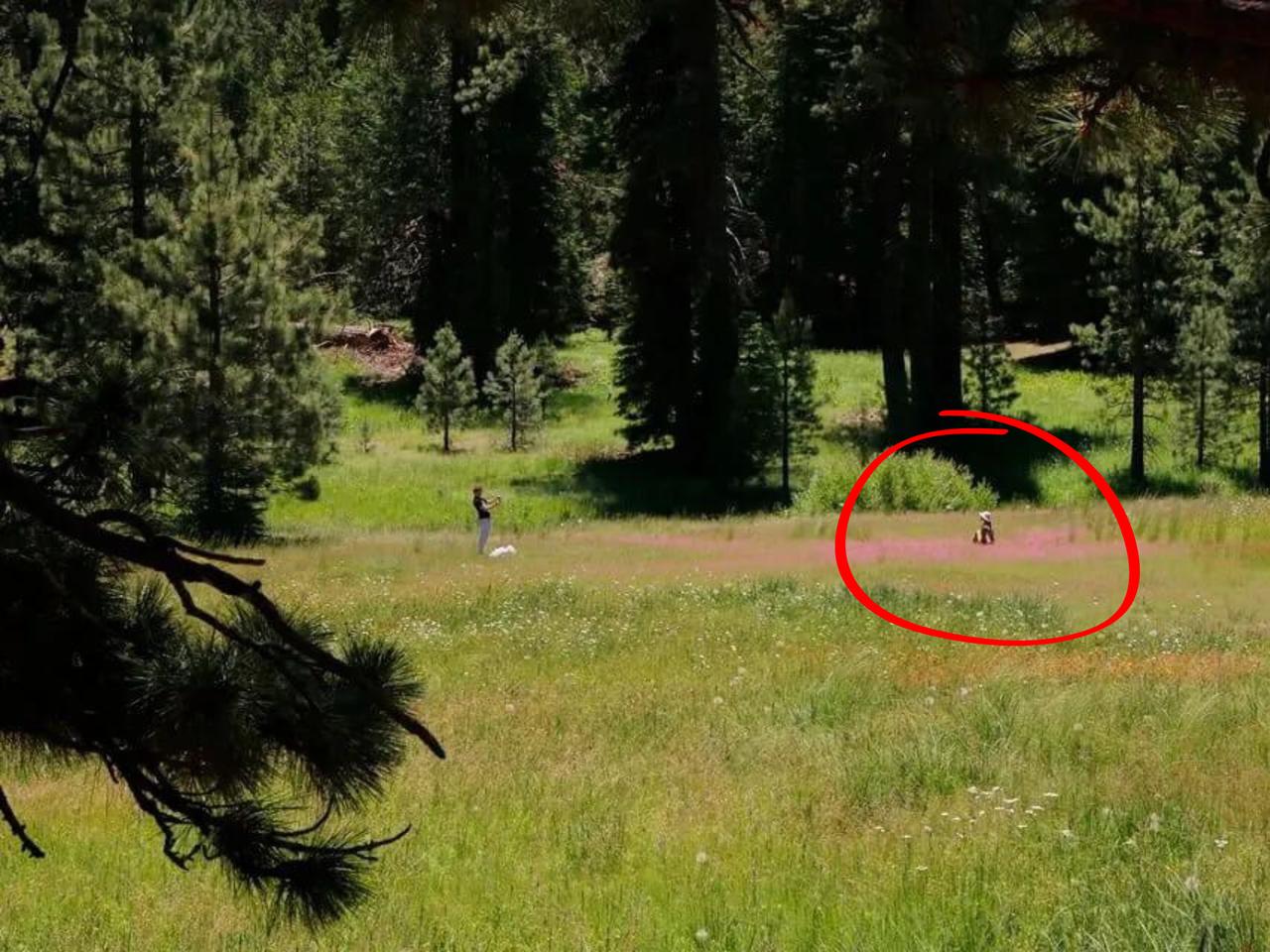 Voici ce que ce randonneur a surpris dans l'un des plus beaux parcs ...