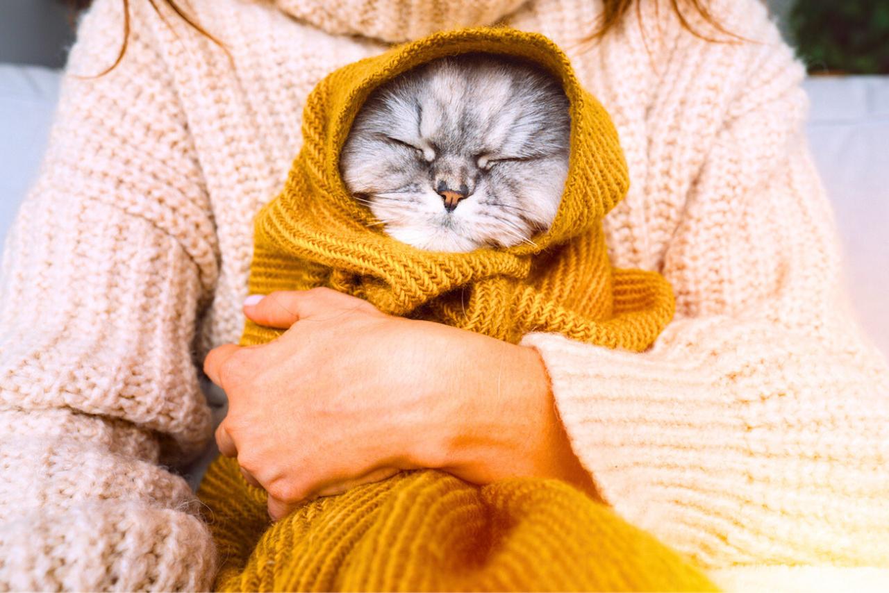 Comment éviter coussinets gelés, douleurs et rhumatismes ? Le guide ...