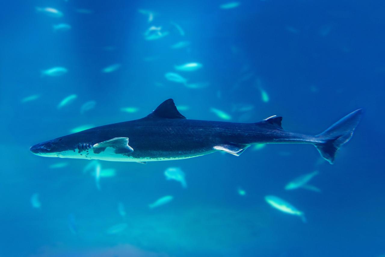 Record biologique : la véritable taille du plus grand cœur animal dévoilée