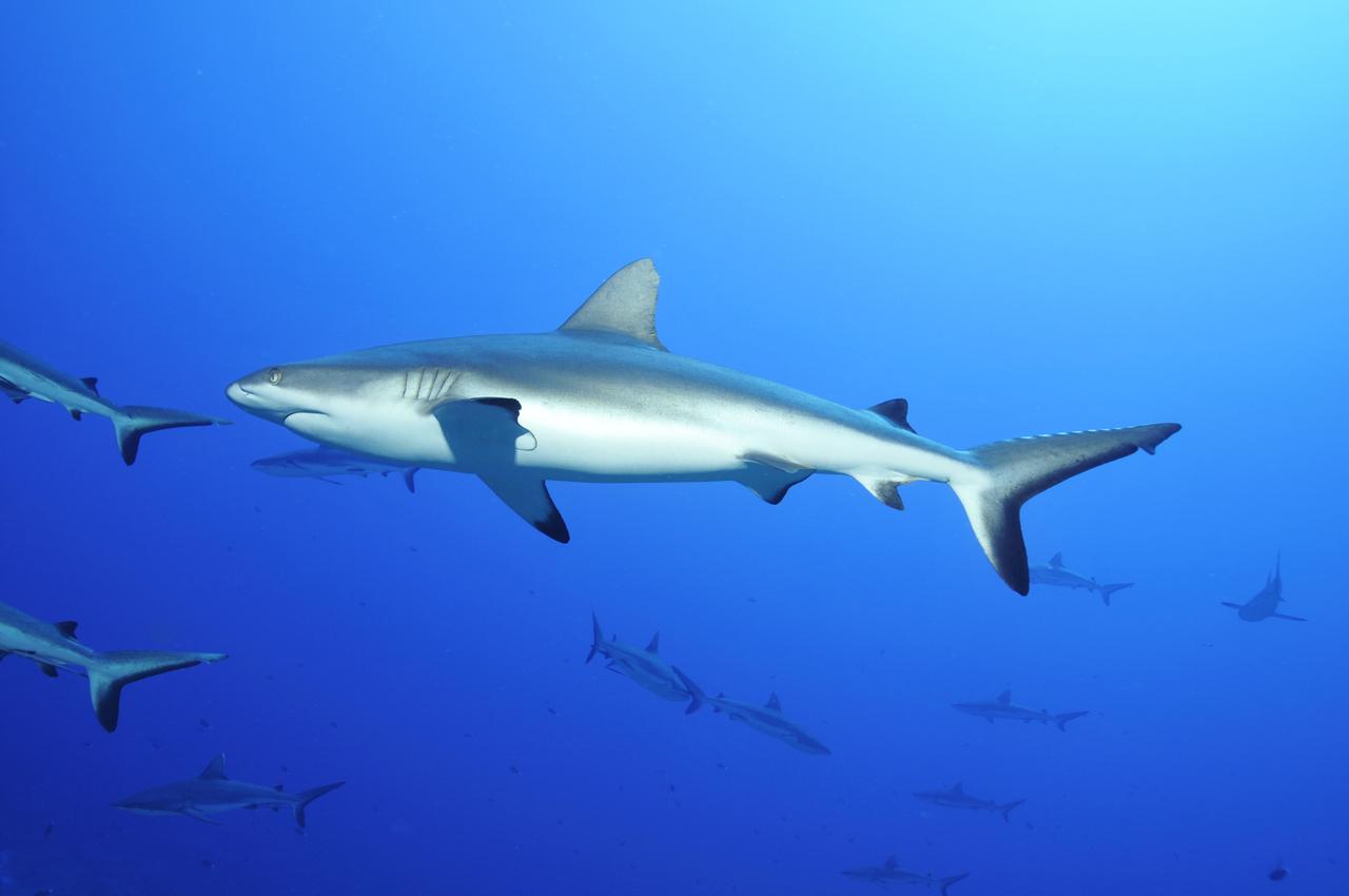 Nouvelle astuce de nage découverte chez les requins