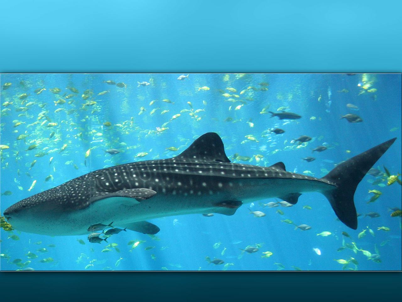 Requin baleine