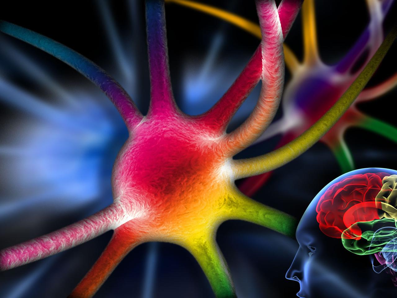 Neurones