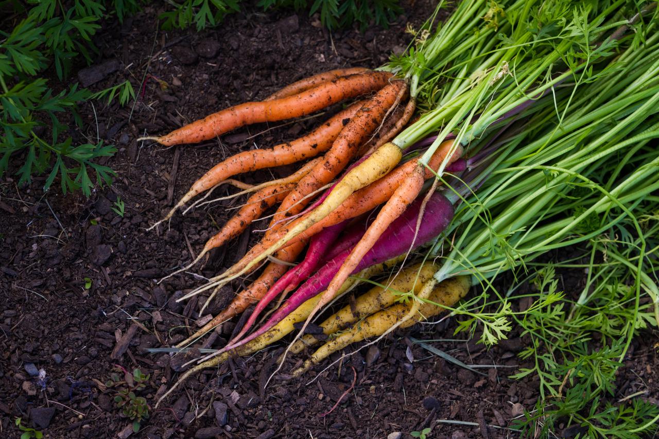 5 choses à savoir sur la carotte, légume le plus consommé de France
