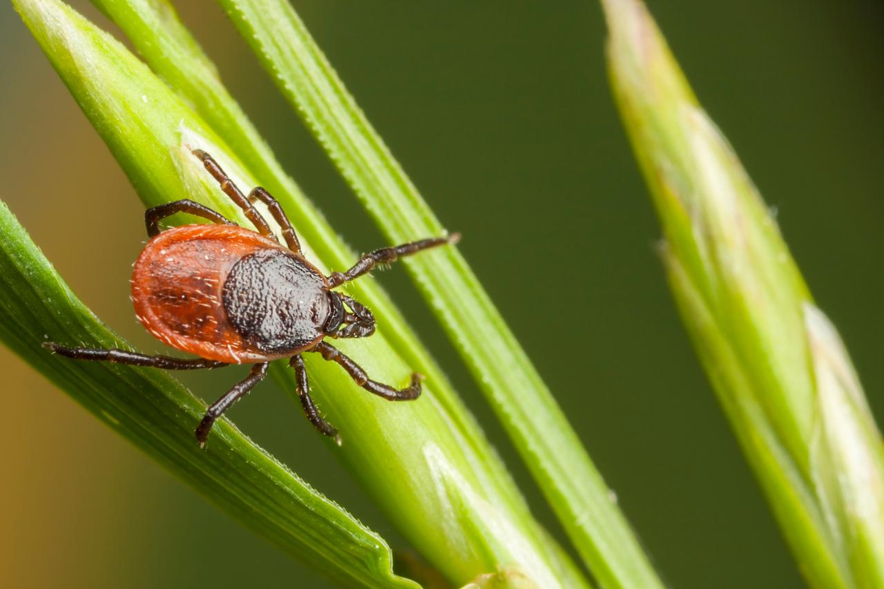 L'encéphalite à tique, une infection virale qui gagne du terrain en France