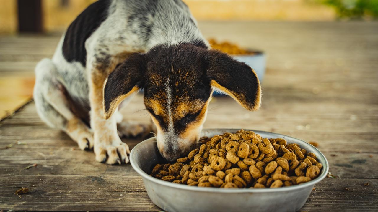 Les meilleurs distributeurs automatiques de croquettes pour chien en 2026