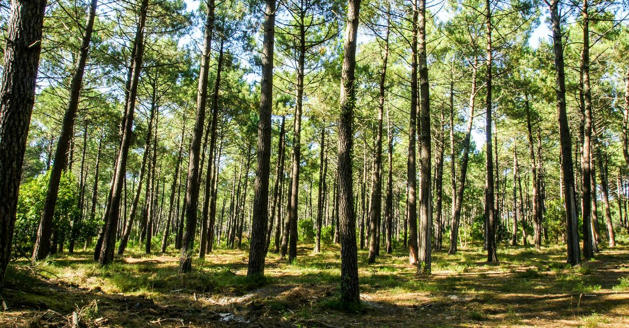 Quelle est la plus grande forêt de France