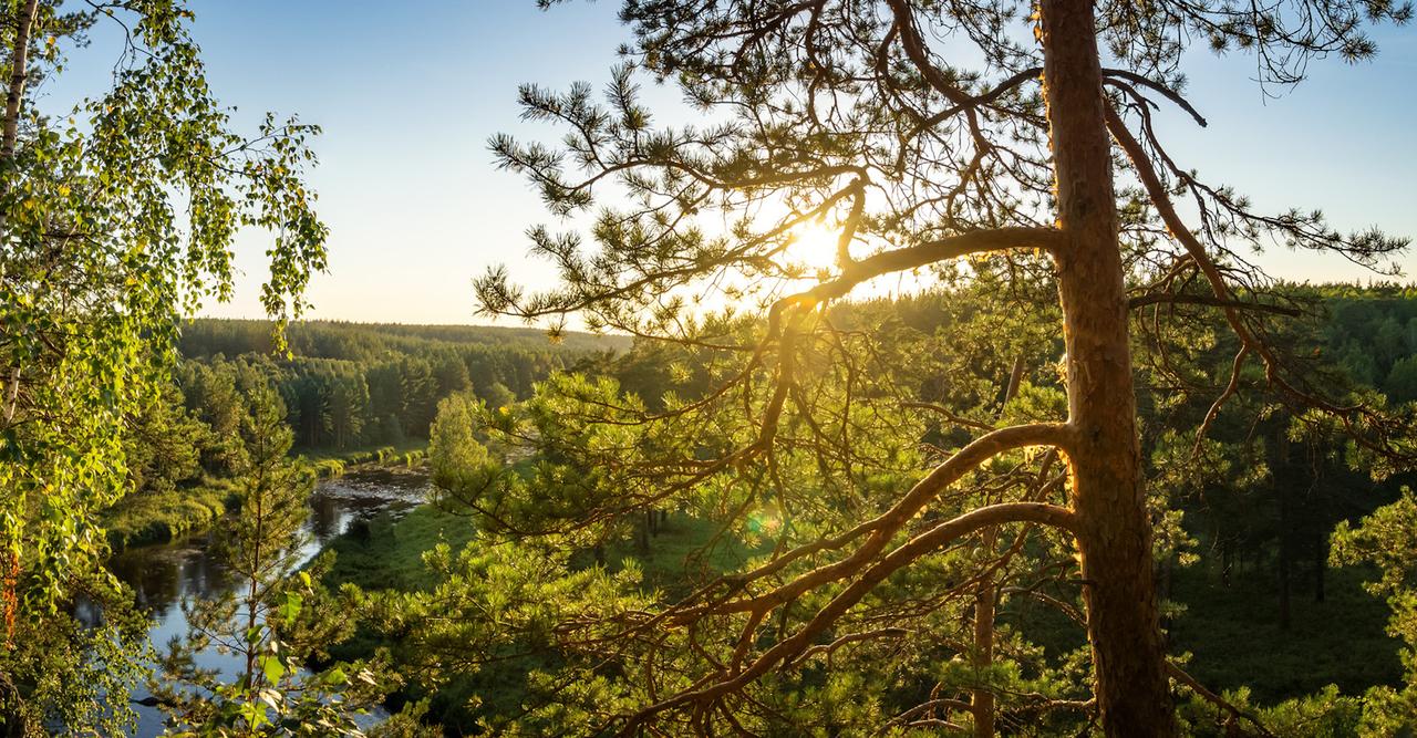 Découvrez les 5 plus grandes forêts du monde