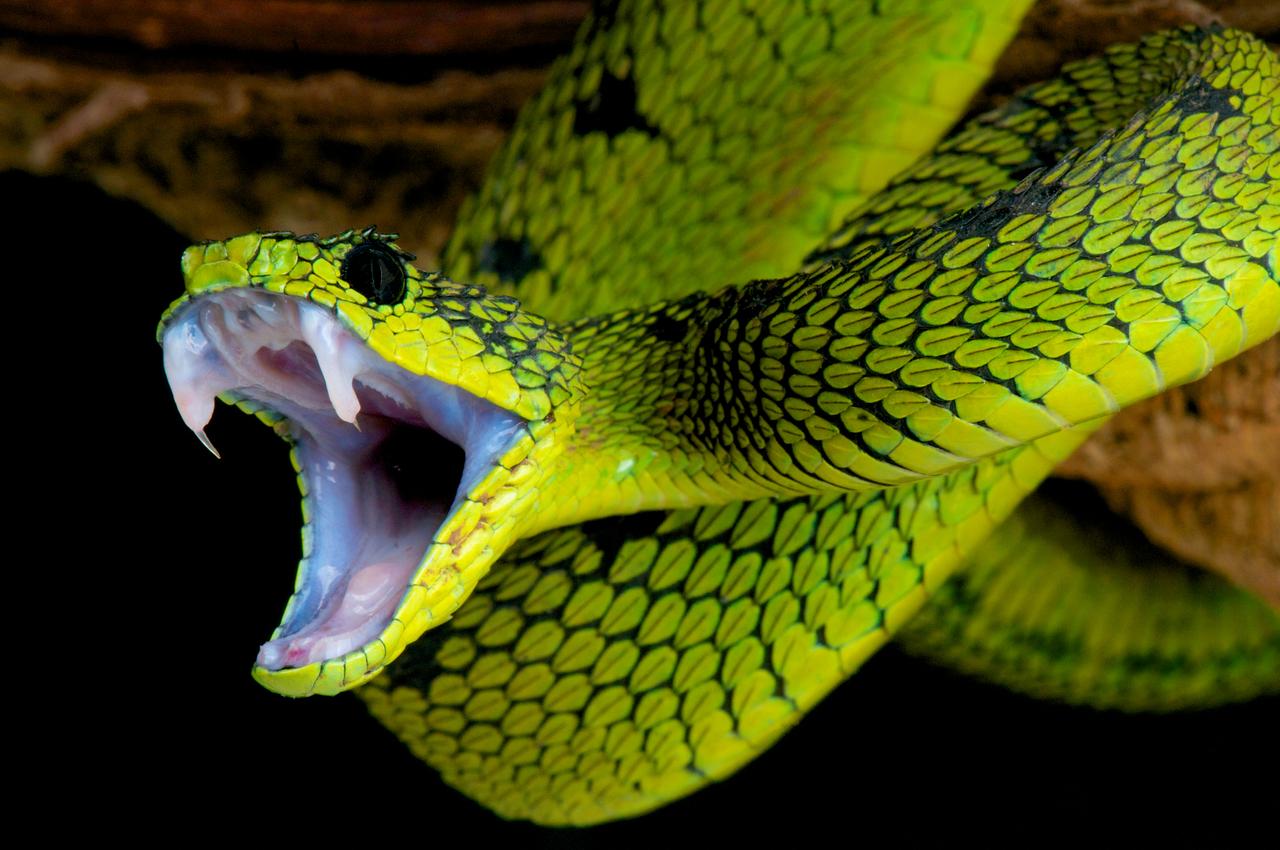 Morsure de serpent venimeux : que faire