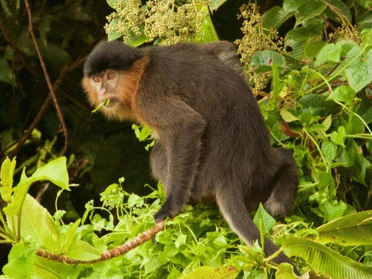 La déforestation aurait donné naissance à ce « singe mystère