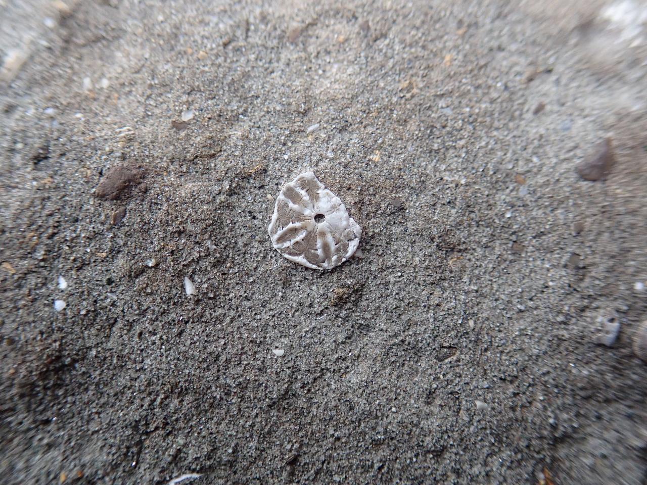 Comment ont été découpées les différentes périodes géologiques