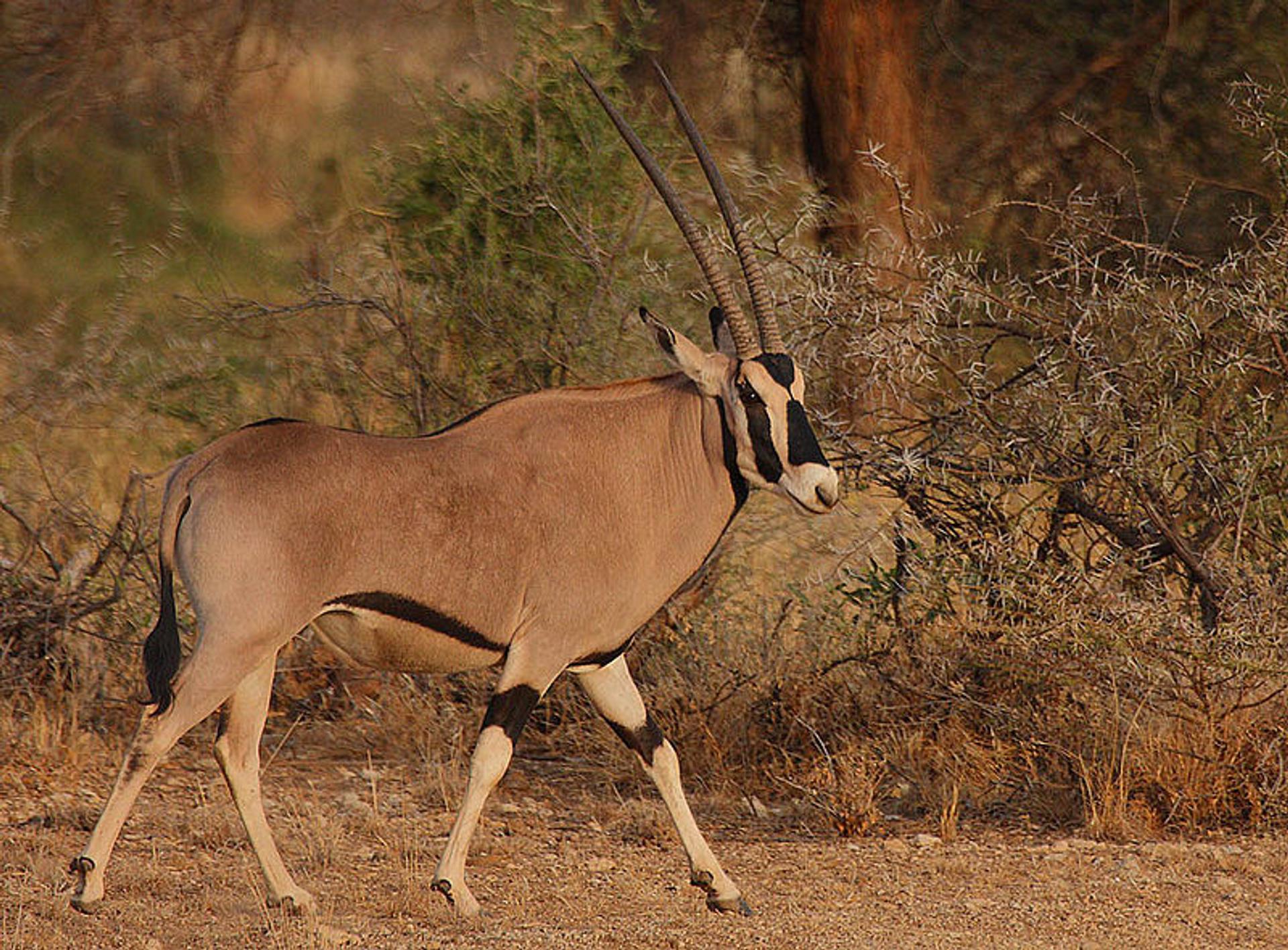 Définition | Oryx beïsa : qu'est-ce que c'est ? | Futura planète