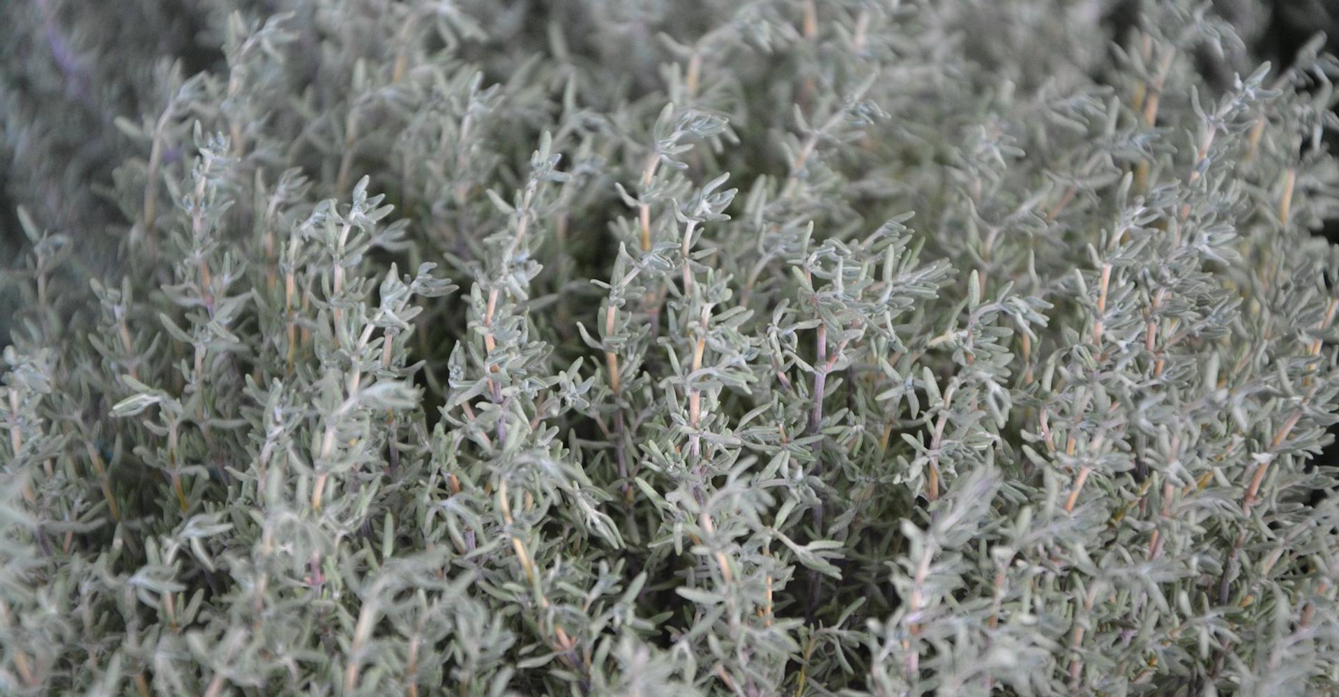 Définition | Garrigue : qu'est-ce que c'est ? | Futura planète