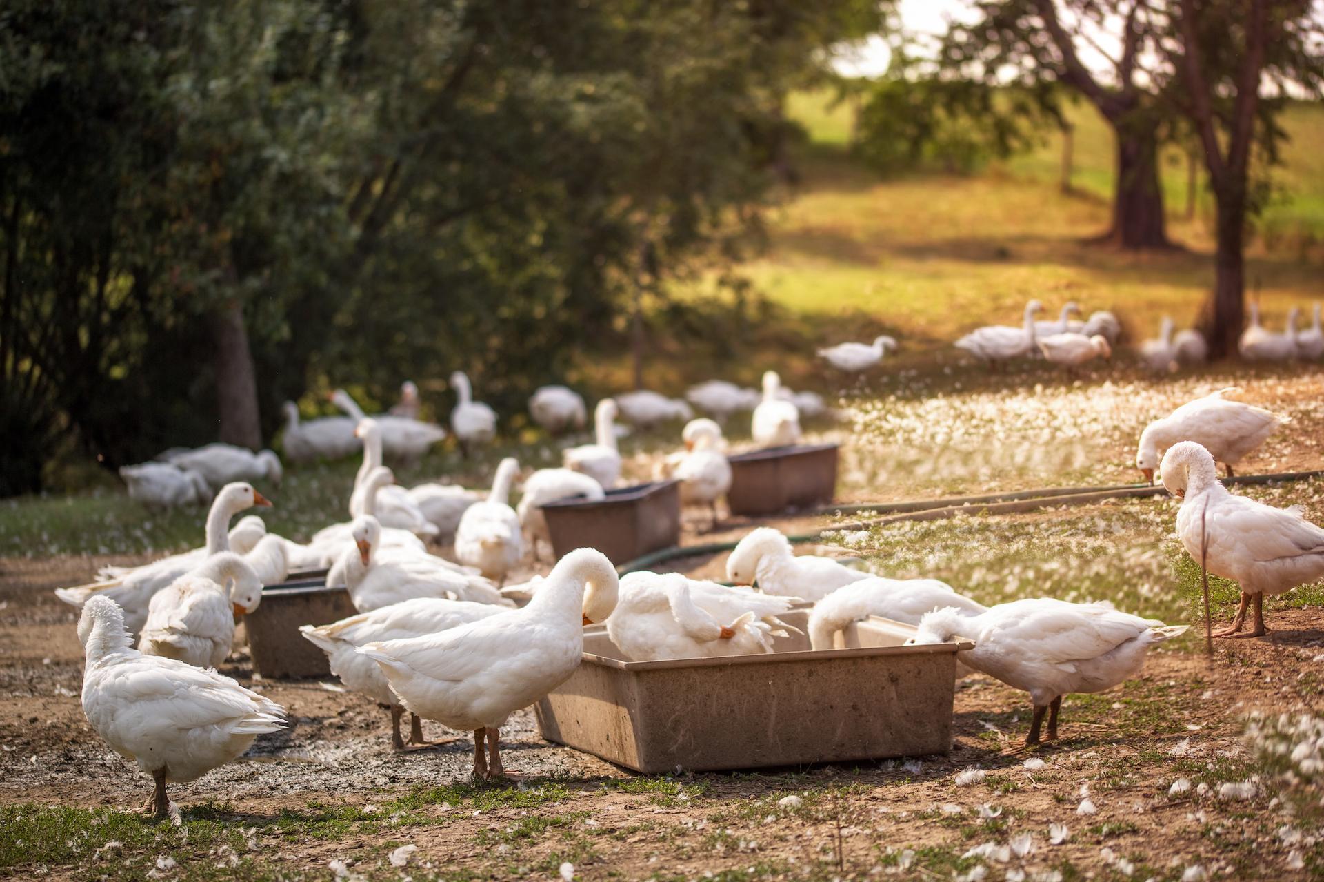 Grippe aviaire : le virus circule à un niveau inédit et la France parmi ...