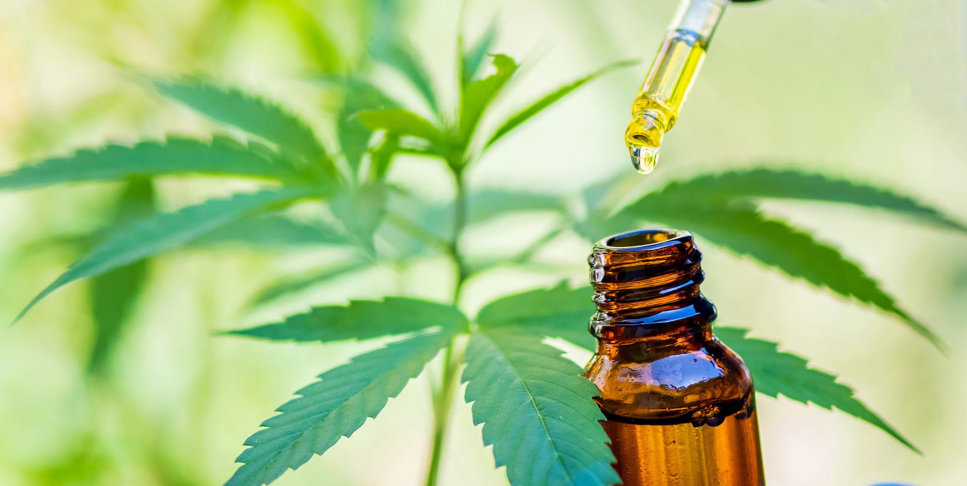 CBD : comment comparer et économiser pendant la période du Black Friday