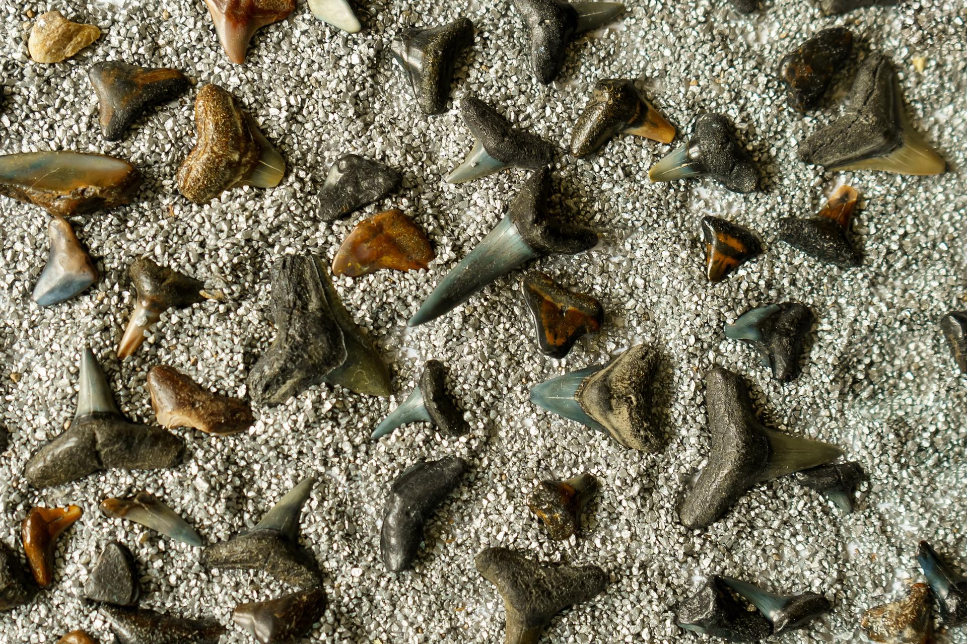 Pourquoi les dents de requins fossiles sont si importantes pour les ...